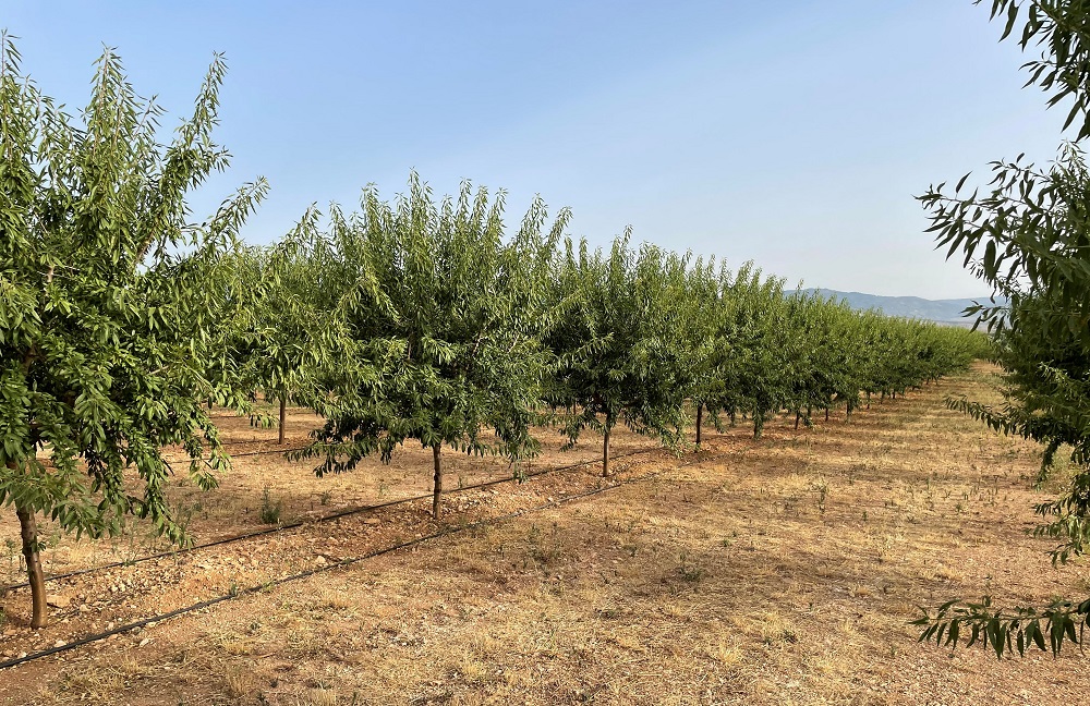 El Iica Y Agbar Agriculture Fomentarán La Gestión Sostenible Del Agua